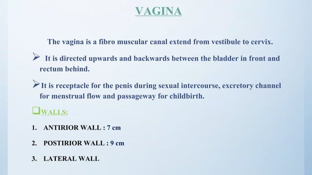 Anatomy of female reproductive organs | PPT