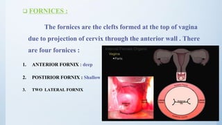 Anatomy of female reproductive organs | PPT