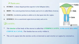 Anatomy of female reproductive organs | PPT