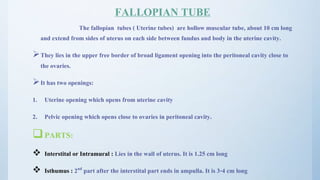 Anatomy of female reproductive organs | PPT