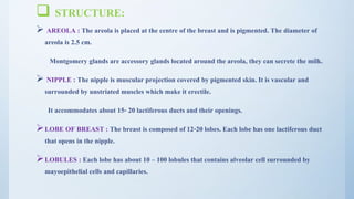 Anatomy of female reproductive organs | PPTX