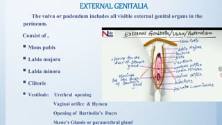 Anatomy of female reproductive organs | PPT