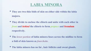 Anatomy of female reproductive organs | PPT