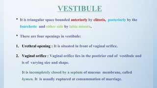 Anatomy of female reproductive organs | PPT