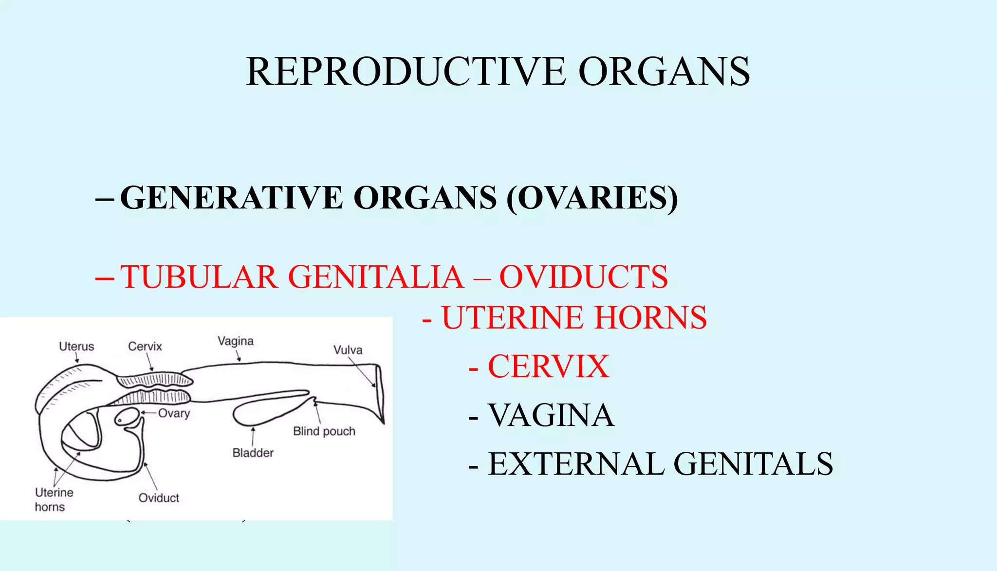 Anatomy of female reproductive organs in domestic animals | PDF