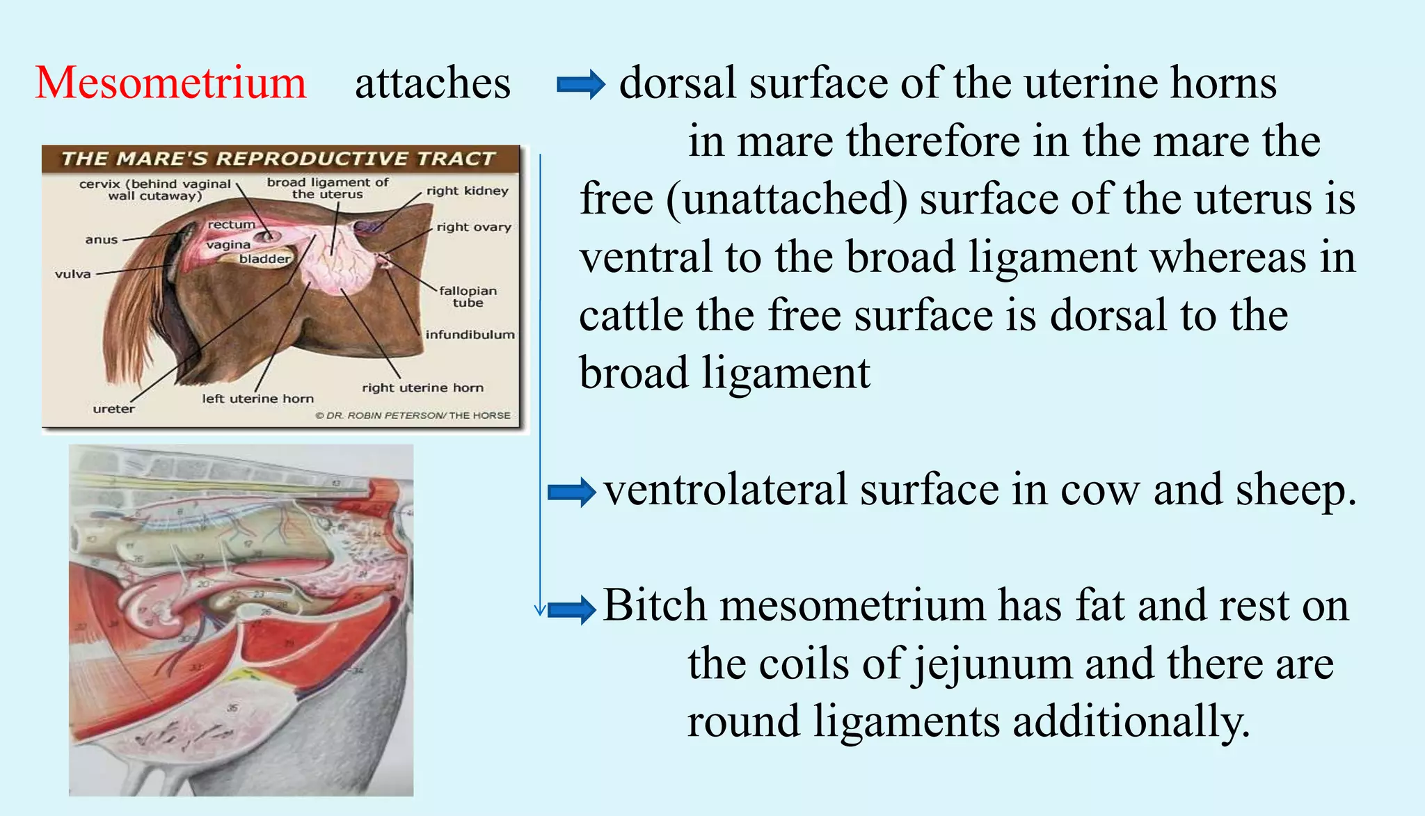 Anatomy of female reproductive organs in domestic animals | PDF
