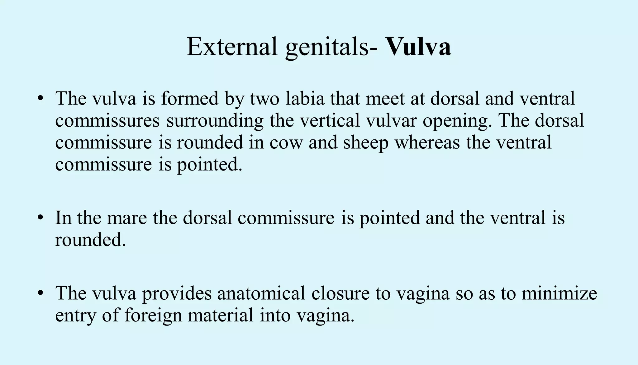 Anatomy of female reproductive organs in domestic animals | PDF