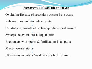 Anatomy of female reproductive system PART5 | PPT