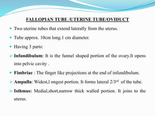 Anatomy of female reproductive system PART5 | PPT