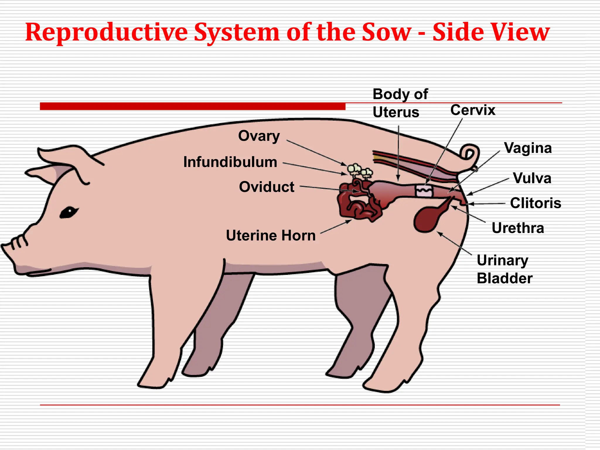 Anatomy of Female reproductive system.pdf