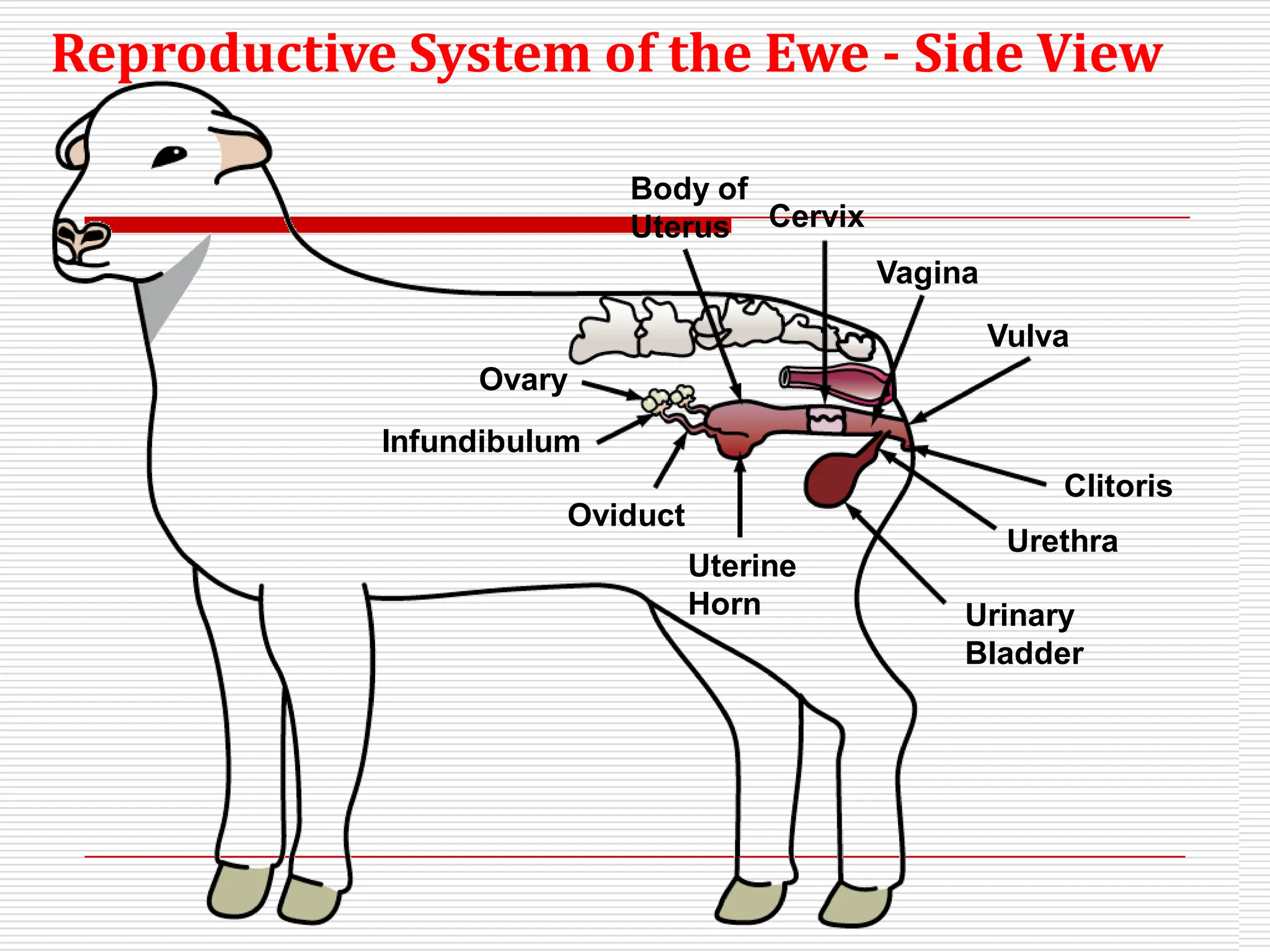 Anatomy of Female reproductive system.pdf