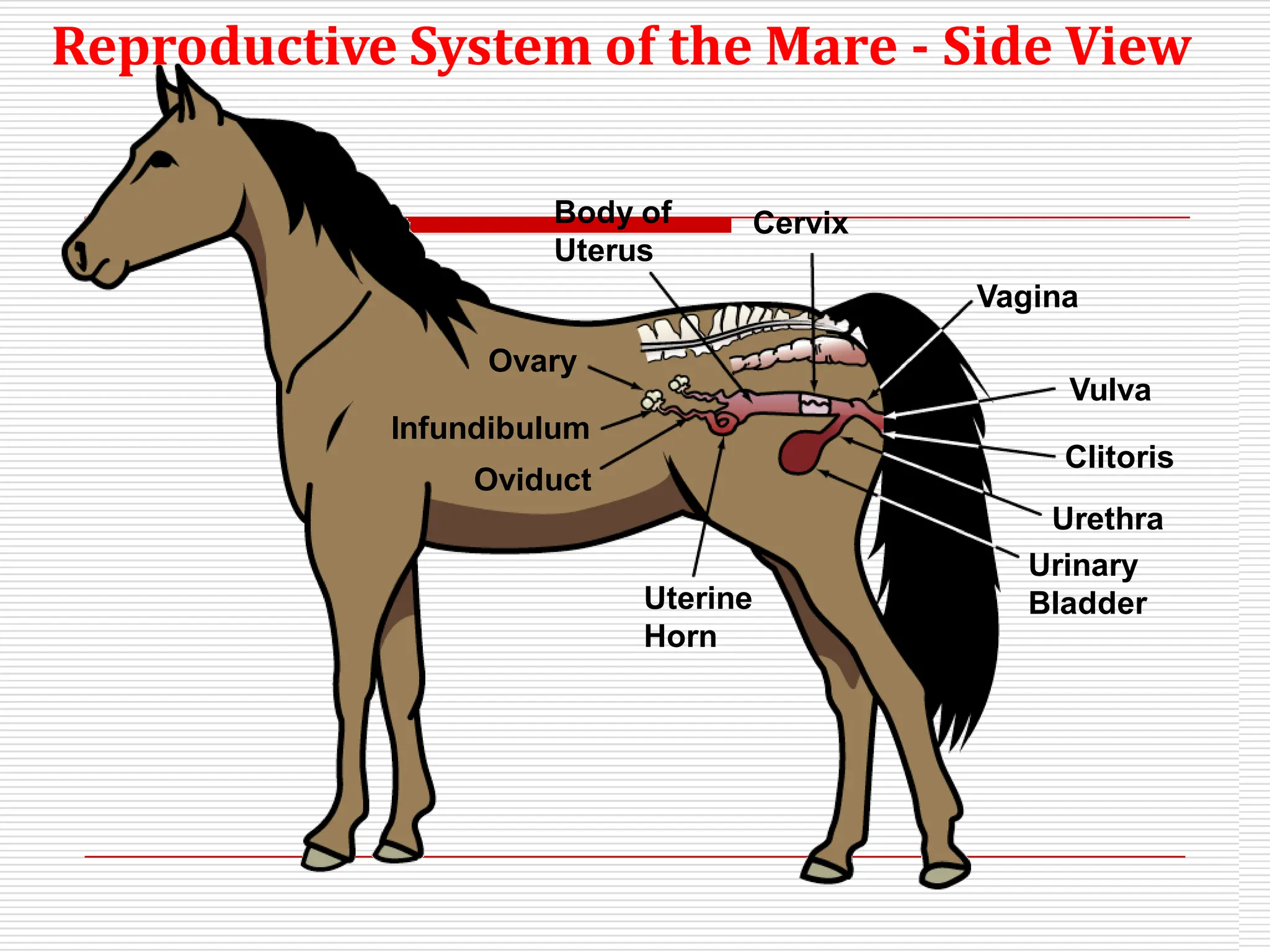 Anatomy of Female reproductive system.pdf