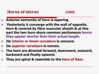 Anatomy of Female reproductive system.pdf