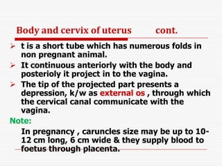 Anatomy of Female reproductive system.pdf