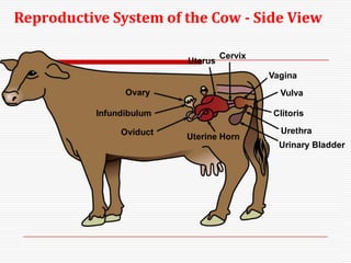 Anatomy of Female reproductive system.pdf