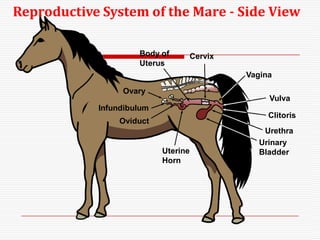 Anatomy of Female reproductive system.pdf