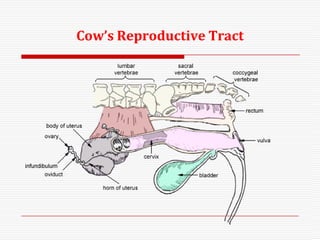 Anatomy of Female reproductive system.pdf