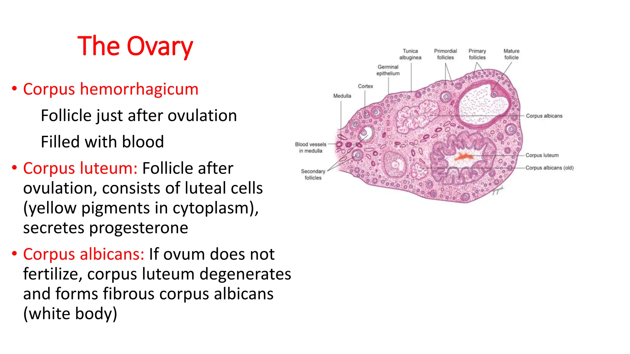 Anatomy of Female Reproductive System.pptx