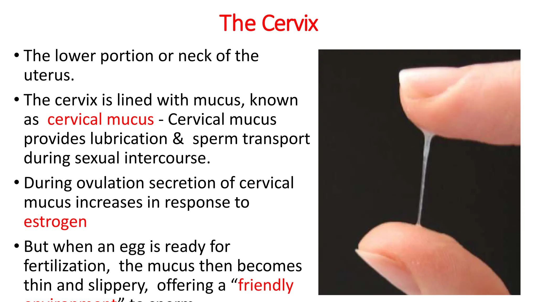 Anatomy of Female Reproductive System.pptx