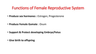 Anatomy of Female Reproductive System.pptx