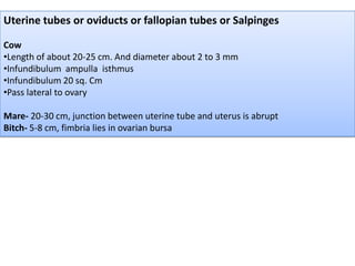 Anatomy of female reproductive tract | PPTX