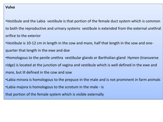 Anatomy of female reproductive tract | PPTX
