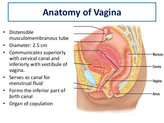 Anatomy Of Female Reproductive Organs Anatomy Of Female Reproductive Organs