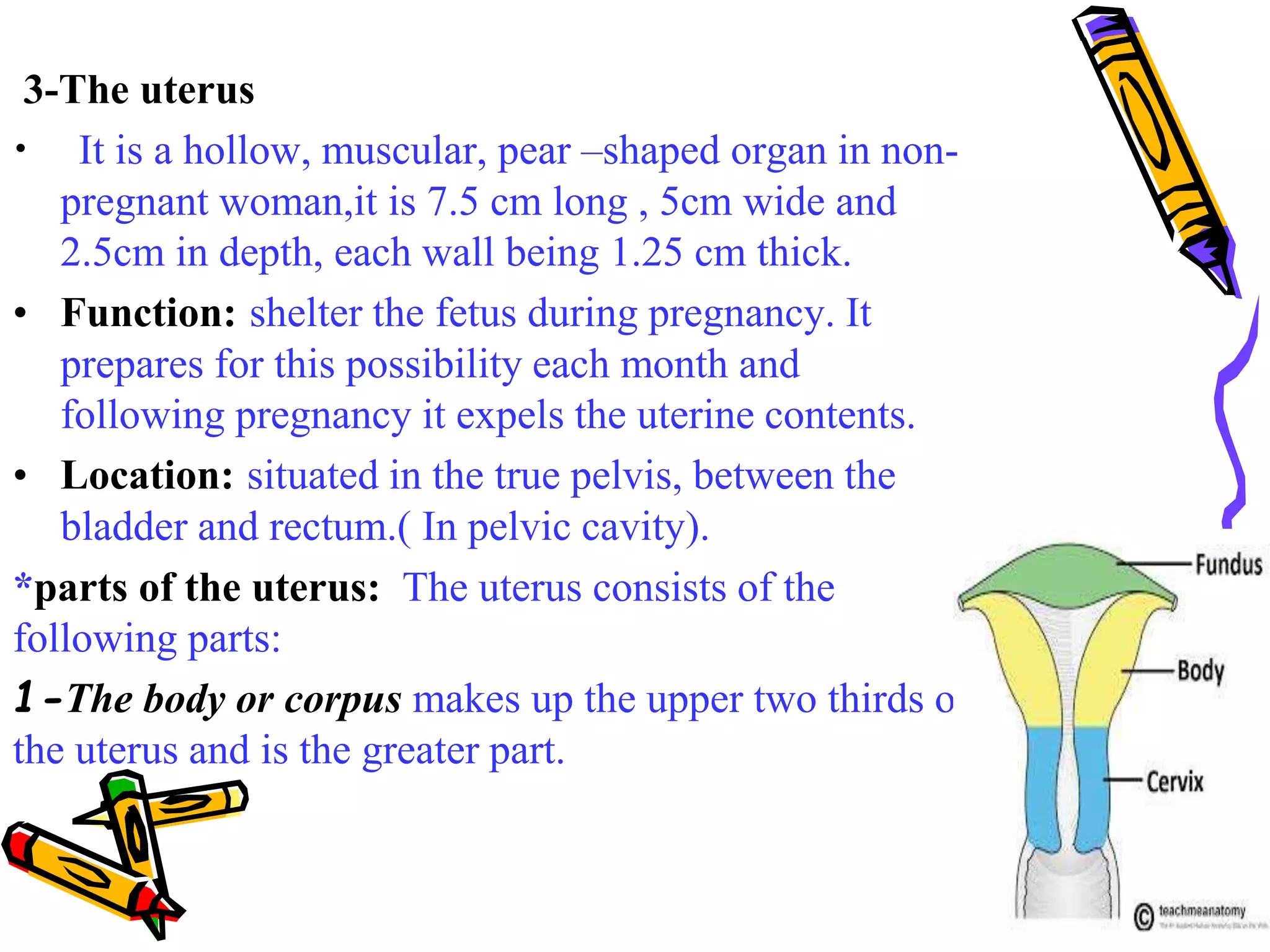 Anatomy of female reproductive organs | PPTX