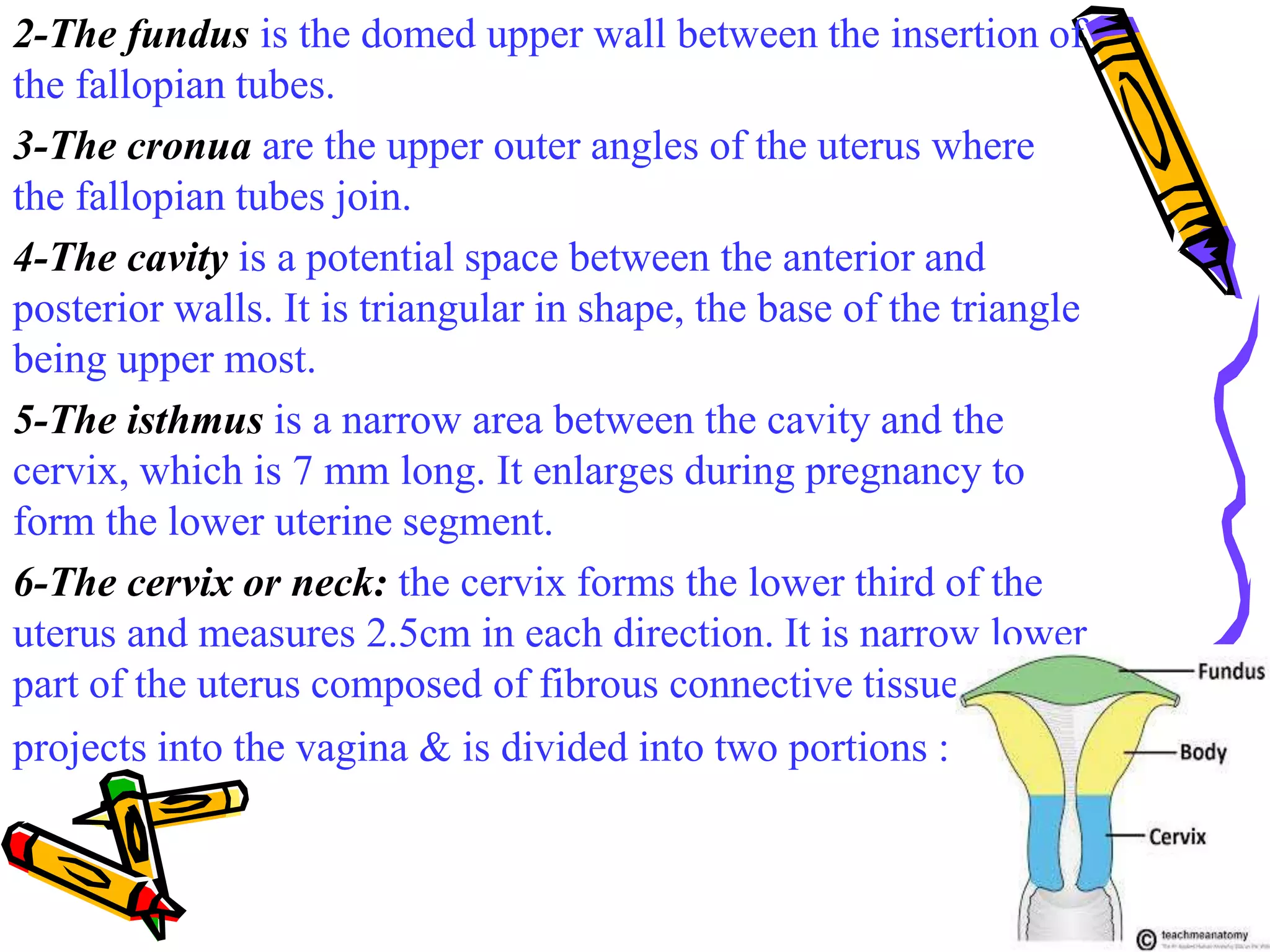 Anatomy of female reproductive organs | PPTX