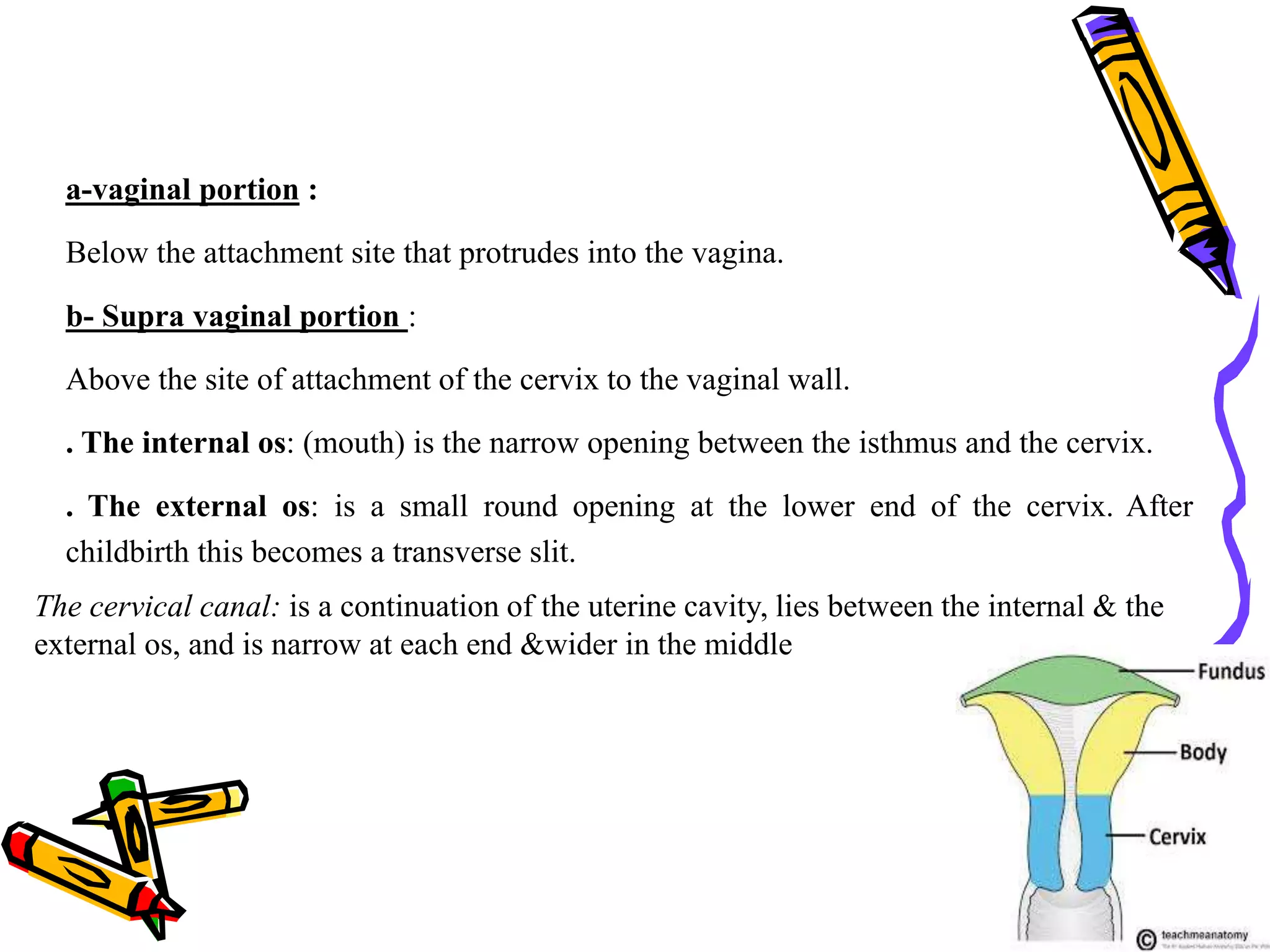 Anatomy of female reproductive organs | PPTX