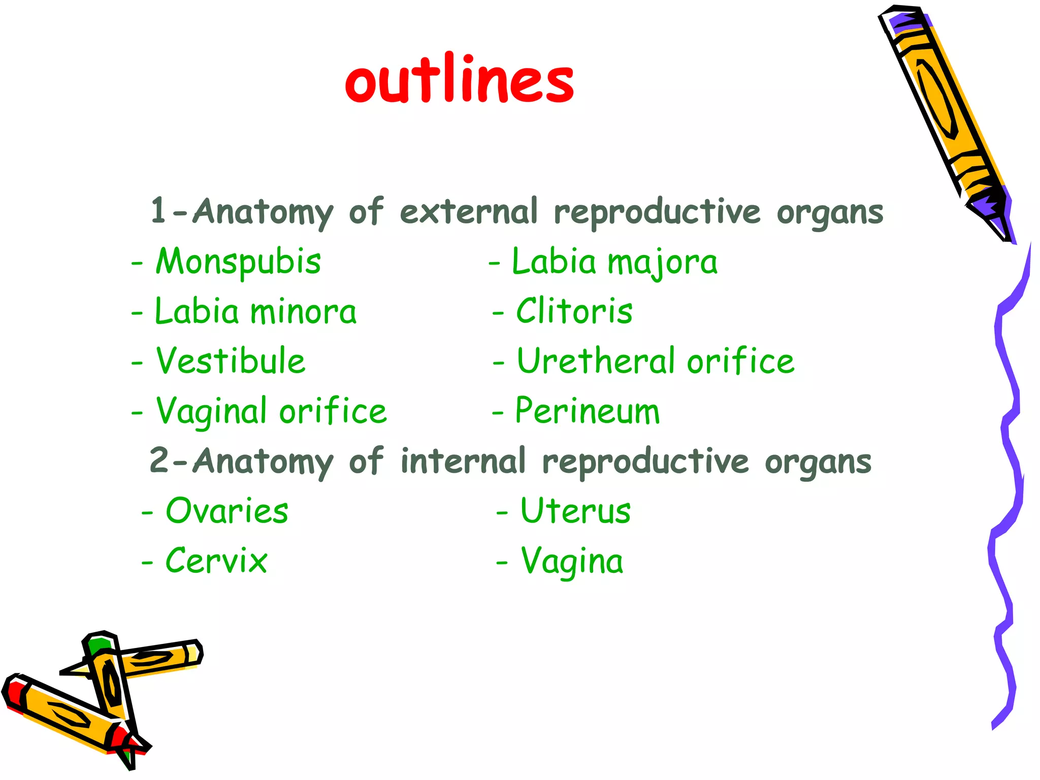 Anatomy of female reproductive organs | PPTX