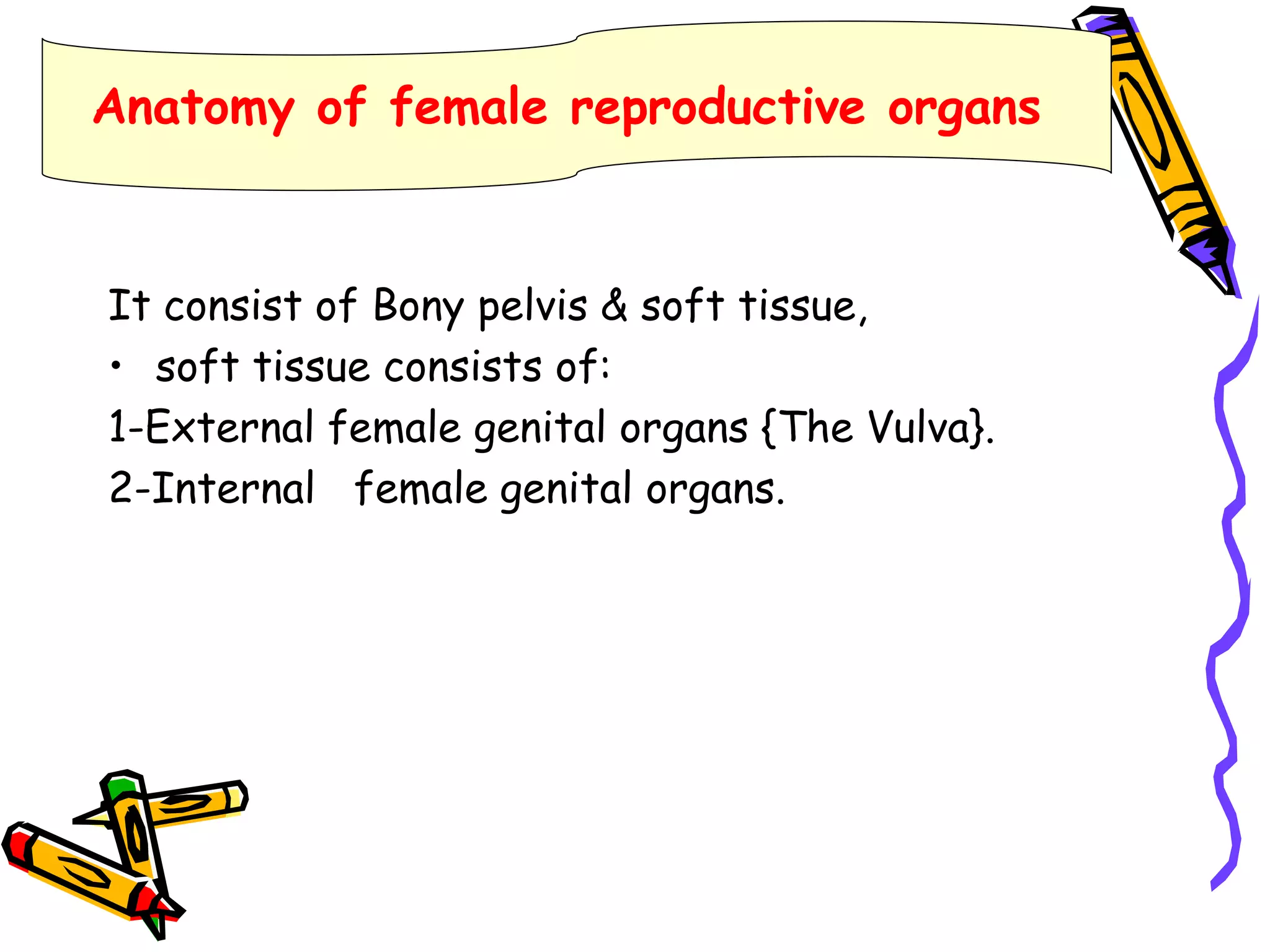 Anatomy of female reproductive organs | PPTX