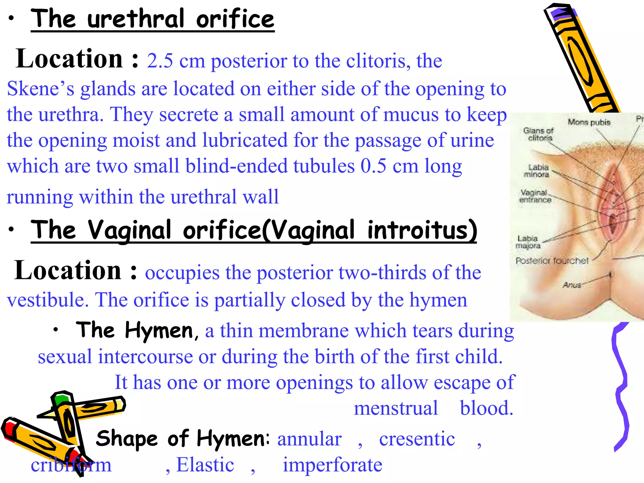 Anatomy of female reproductive organs | PPTX