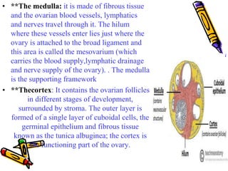 Anatomy of female reproductive organs | PPTX