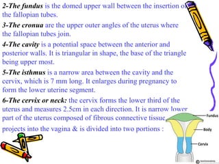 Anatomy of female reproductive organs | PPTX