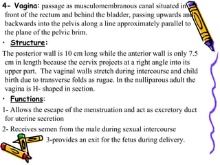 Anatomy of female reproductive organs | PPTX