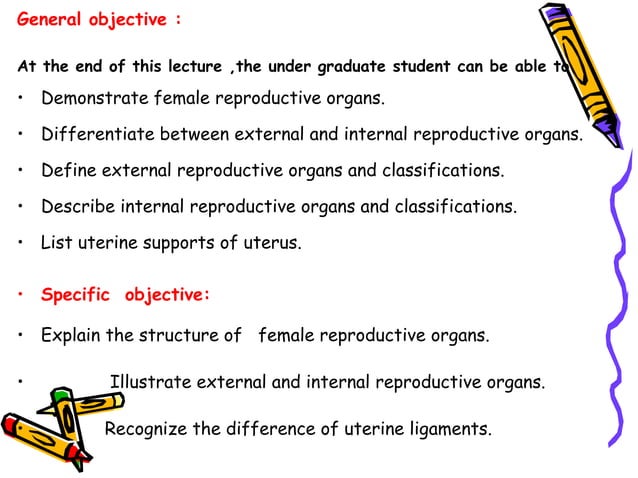 Anatomy of female reproductive organs | PPTX | Pregnancy | Reproductive ...