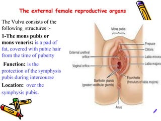 Anatomy of female reproductive organs | PPTX