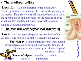 Anatomy of female reproductive organs | PPTX