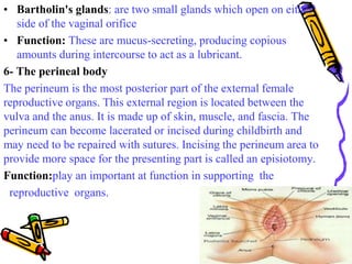 Anatomy of female reproductive organs | PPTX