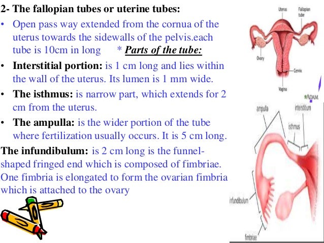 Download Appendix Anatomy Female Pictures Kunne Diagram