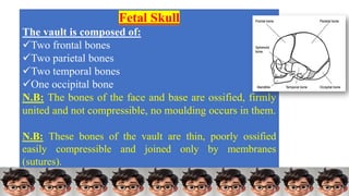 Anatomy of the fetal skull, its sutures and fontanelles.pdf