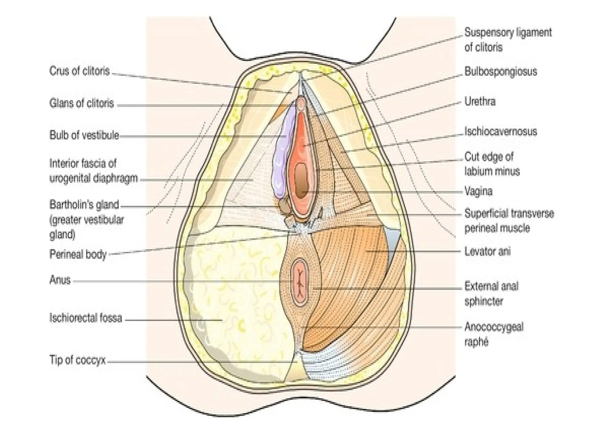 Anatomy and applied aspects of Female genital tract | PPTX