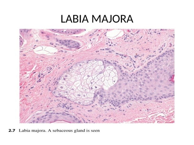 Anatomy and applied aspects of Female genital tract | PPTX