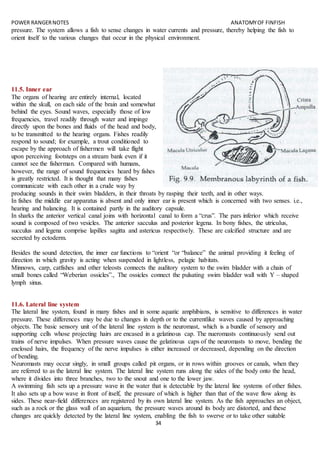 Anatomy of Finfish 2nd sem (full syllabus) | DOCX