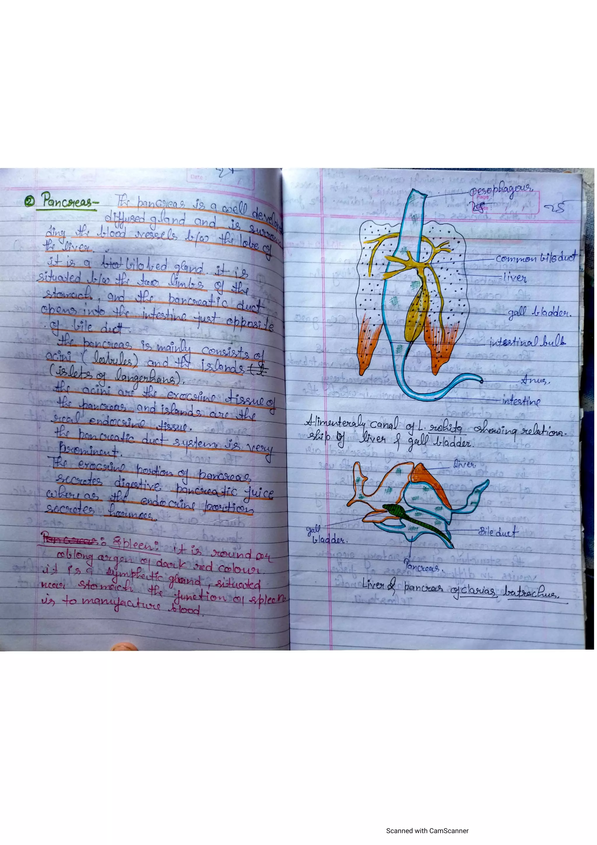 Anatomy of fin fish $ shell fish by Ashish sahu | PDF