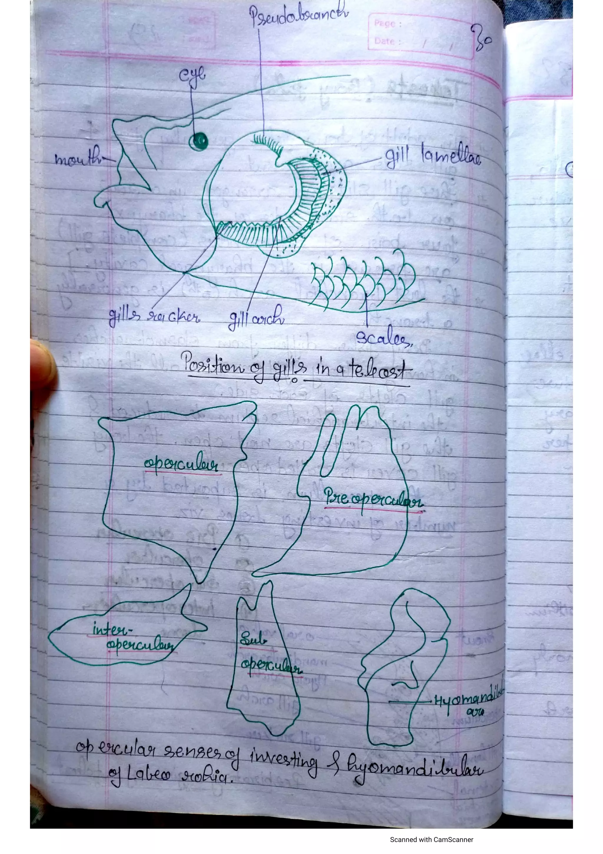 Anatomy of fin fish $ shell fish by Ashish sahu | PDF