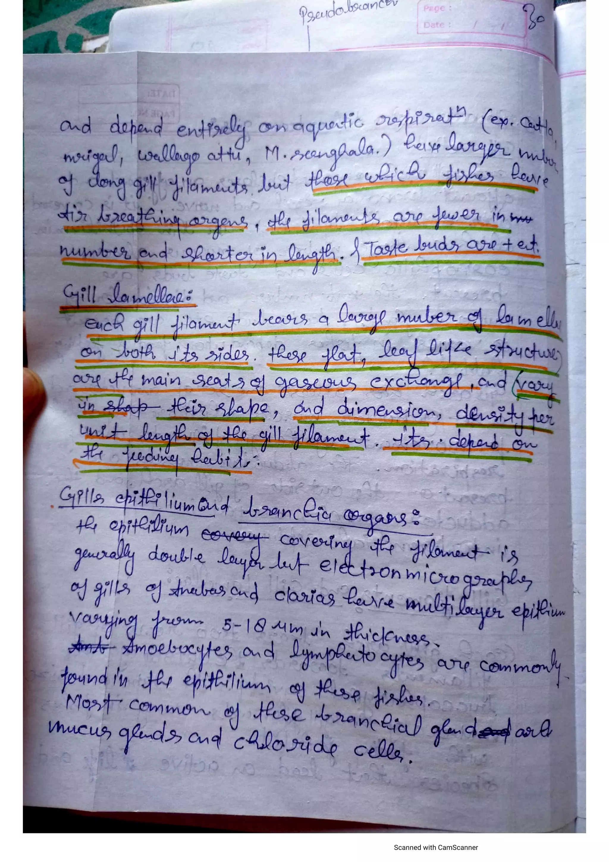 Anatomy of fin fish $ shell fish by Ashish sahu | PDF