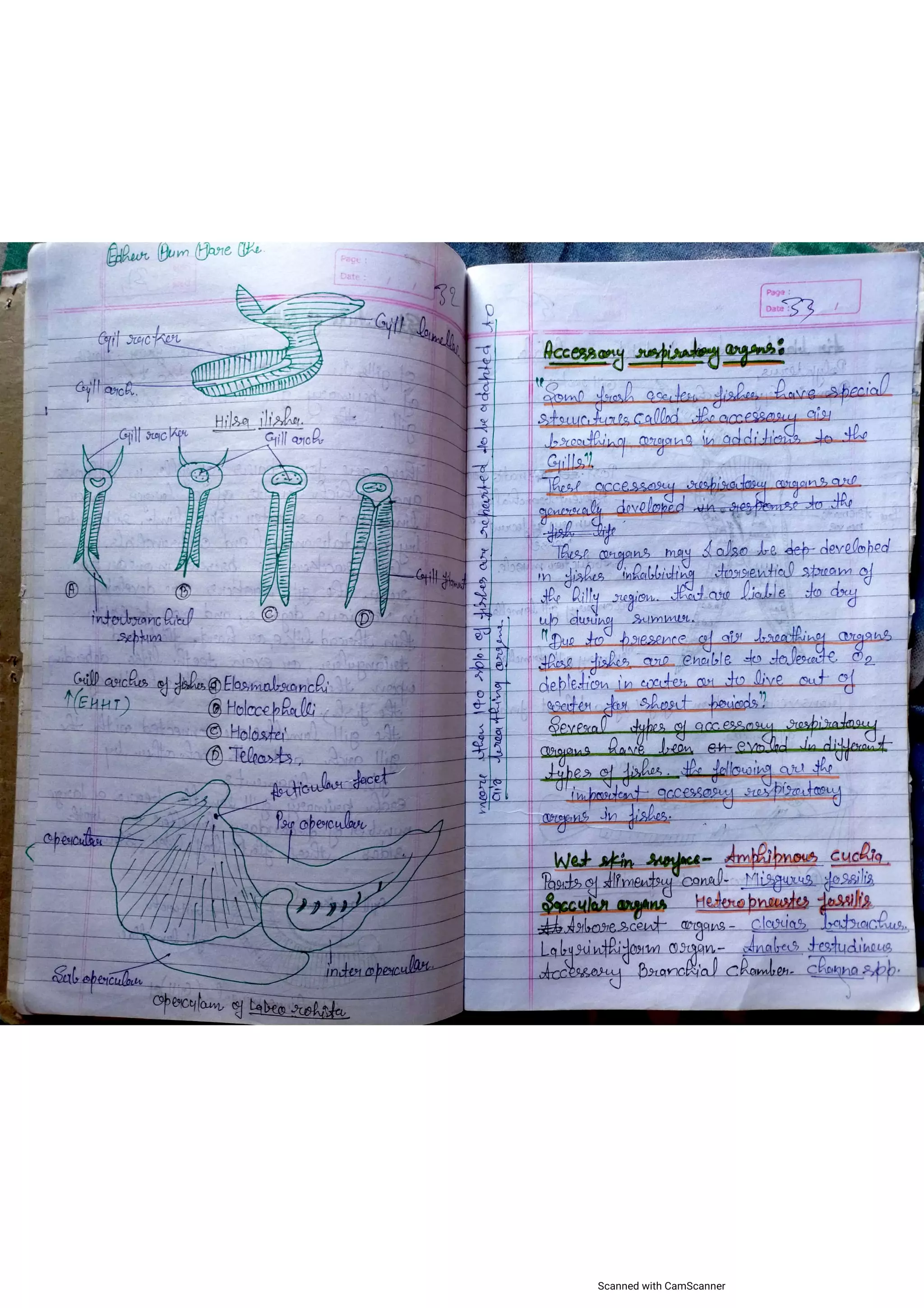 Anatomy of fin fish $ shell fish by Ashish sahu | PDF