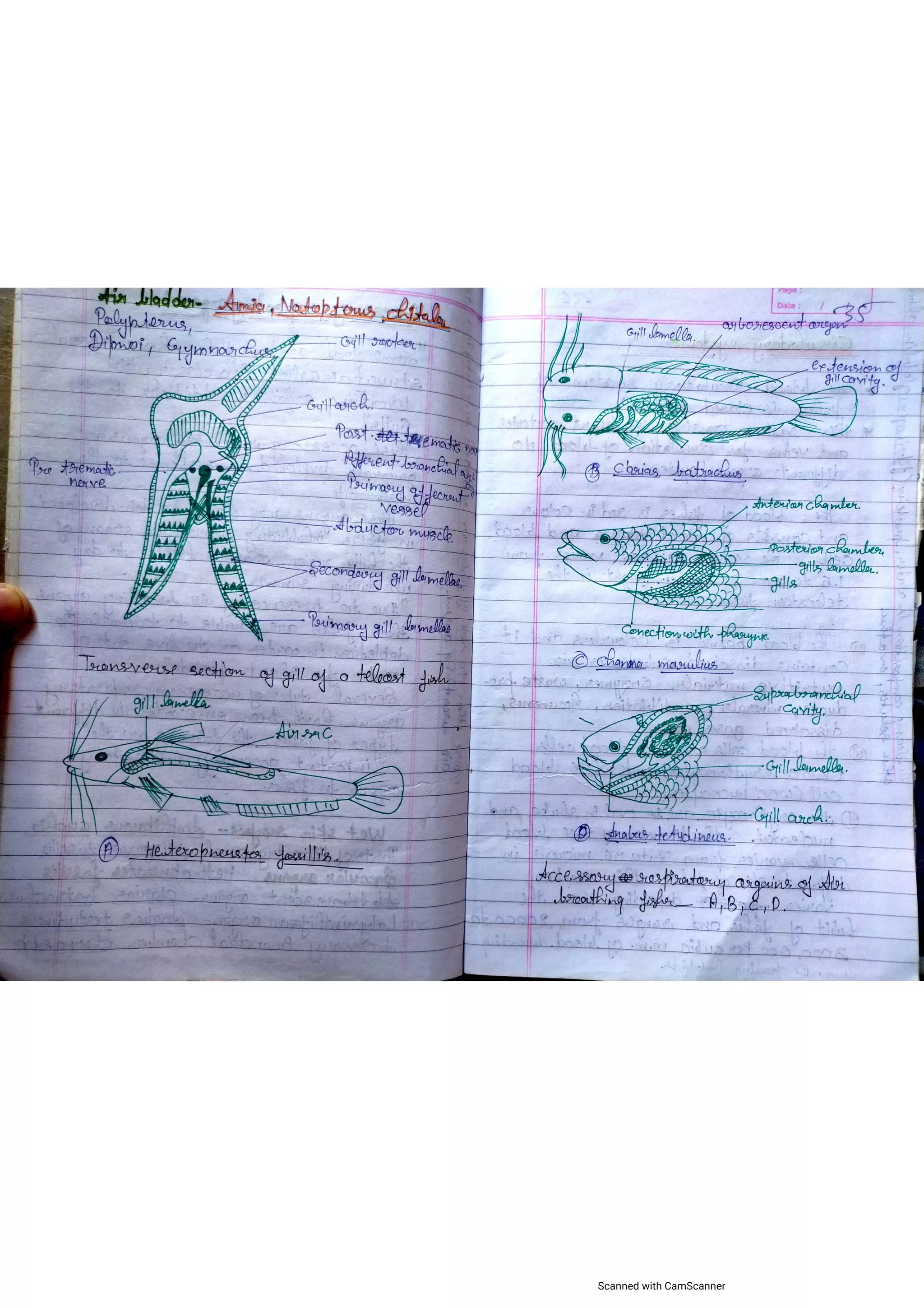 Anatomy of fin fish $ shell fish by Ashish sahu | PDF